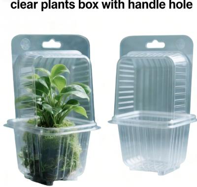 China Customized disposable PET plastic blister green plant packaging with handle holes for sale