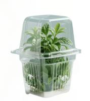 China Customized disposable Square PET plastic blister green plant shipping packaging for sale