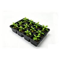 China Customized 12 Grid Vacuum Formed Plastic Thickened Black PP Plant Seed Seedling Planting Tray With Holes for sale