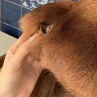 China Vintage-Inspired Collared Faux Fur Coat with Classic Collar and 100% Polyester Shell for sale