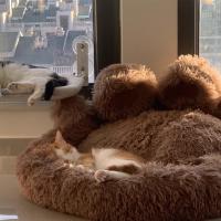 China Faux Fur Pet Sofa Bed for sale