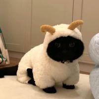 China Cute Cat Clothing Thick Plush Four Legged Pet Faux Lamb Fur Clothing for sale
