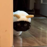 China Cute Cat Clothing Thick Plush Four Legged Pet Faux Lamb Fur Clothing for sale
