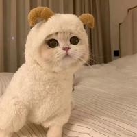 China Cute Cat Clothing Thick Plush Four Legged Pet Faux Lamb Fur Clothing for sale