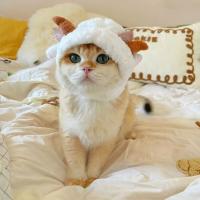 China Cute Cat Clothing Thick Plush Four Legged Pet Faux Lamb Fur Clothing for sale