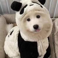 China Border Collie Dog Clothing Panda Model Large Sized Dog Labrador Retriever Winter Samoyed Pet Clothing Pet Faux Lamb Fur Dog Coat for sale