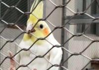 China 316l 2mm Stainless Steel Wire Rope Mesh Knotted Bird Custom Flexible Zoo Net for sale
