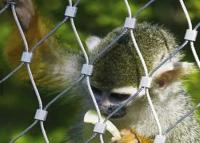 China Animal Enclosure Woven Rope Mesh Zoo Aviary Stainless Steel Network Bird Ferrule Cable Net for sale