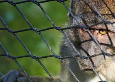 China Small Bird Metal Wire Rope Mesh Monkey Enclosure Ss Zoo Net Fencing Flexible Cable Net for sale