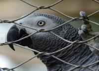 China 2mm Wire Rope Mesh Breeding Pigeons Bird Cage Woven 7*19 for sale