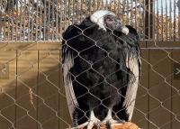 China 7x7 Stainless Steel Wire Rope Mesh Animal Enclosure Netting Ce Listed For Zoo for sale