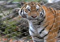 China 7x19 Tiger Metal 1.2mm Stainless Steel Zoo Mesh Enclosure Netting X Tend Shaped for sale