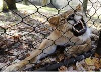 China 7x19 Tiger Metal 1.2mm Stainless Steel Zoo Mesh Enclosure Netting X Tend Shaped for sale