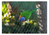 China Stainless Steel Ferrule Wire Rope Mesh Netting For Animal Enclosure for sale
