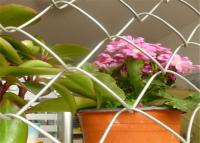 China Smooth Surface Chain Link Fencing Rolls With 1 Inch Mesh Corrosion Resisting for sale