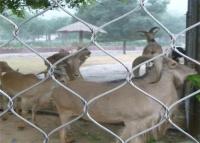 China Animal Protection Stainless Steel Aviary Mesh / Zoo Wire Mesh Fencing Anti - Rust for sale