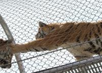 China 7x7 Tiger Metal Stainless Steel Zoo Mesh Enclosure Netting X Tend Shaped for sale