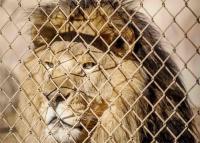China Stainless Steel Wire Rope Zoo Mesh 316 Material Animal Enclosure 7x19 for sale
