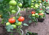 China Green Power Coated 6.5mm Tomato Spiral Stakes for sale