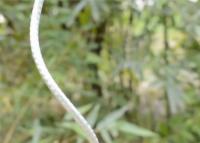China 1.8M Length 5.5MM Wire Tomato Spiral Stick For Garden for sale