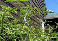 China Sprial Tomato Plant Support Wire 5.5MM Chain Link Fence Fittings for sale