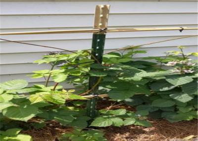 China Green Steel Fence T Post 1-3/4 In X 3-1/2 In X 6 Ft Chain Link Fence Fittings for sale