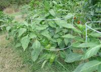China 42 In 8 Guage Wire Tomato Plant Support For Garden for sale
