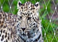 China Animal Protection Rope 7 X 19 Stainless Steel Zoo Mesh for sale