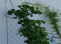 China SS316 Green Wall Mesh / Ferruled Type Stainless Steel Wire Cable Mesh Netting for sale