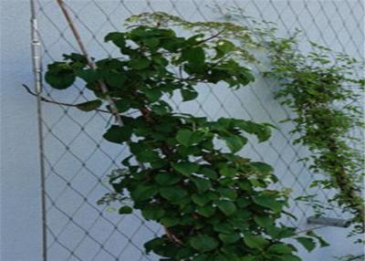 China SS316 Green Wall Mesh / Ferruled Type Stainless Steel Wire Cable Mesh Netting for sale