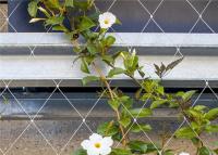China 2 Mm Trellis Ss Rope Mesh For Climbing Plants for sale