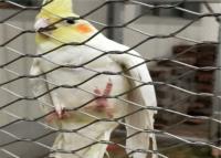China Parrot Exhibit Protection 20MM Stainless Steel Wire Rope Mesh for sale