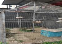 China Parrot Exhibit Protection 20MM Stainless Steel Wire Rope Mesh for sale