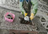 China Natural Solid Granite Worktops 2.76g / Cm3 Density 247MPA Compressive Strength for sale