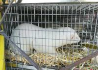 China Hot Dipped Galvanized Welded Wire Mesh Panels For Mink Cage for sale