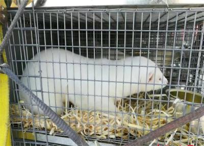 China Hot Dipped Galvanized Welded Wire Mesh Panels For Mink Cage for sale