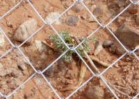 China Easy Install Chain Link Mesh Fence Corrosion Resistant ISO9001 Approved for sale