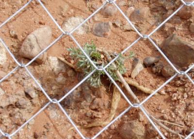 China Easy Install Chain Link Mesh Fence Corrosion Resistant ISO9001 Approved for sale