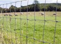 China Fixed Knot Cattle Wire Mesh Fencing 1030mm Height For Protection for sale