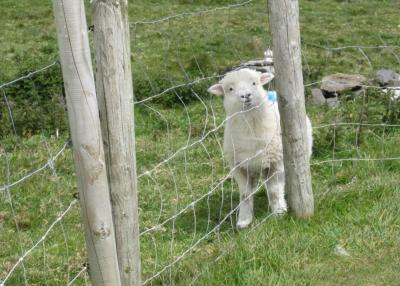 China Hot Dipped Galvanized Fixed Knot Wire Mesh Fencing 1150mm Height 50m Length for Cattle Sheep Goat Farm for sale