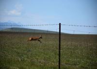 China Hot Dipped Galvanized Grassland Cattle Horse Fence 1.8m-3.8m Height with Y T Post for sale