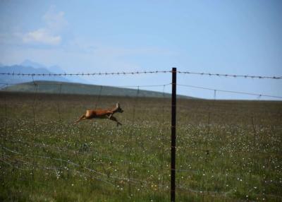 China Hot Dipped Galvanized Grassland Cattle Horse Fence 1.8m-3.8m Height with Y T Post for sale