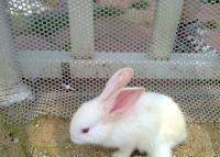 China PP / PE Plastic Flat Wire Mesh 4mm-20mm Sperture For Poultry for sale
