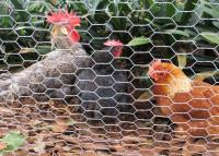 China Plastic Coated Chicken Wire Mesh , Chicken Wire Poultry Netting for sale
