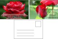China Custom 3D Lenticular Postcards 10x15cm to 12x17cm with 0.6mm PET Material for Anniversary and Wedding Cards for sale