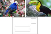China Custom 3D Lenticular Postcard Printing - 10x15cm to 12x17cm Sizes with 0.6mm PET Material for Zoo Wildlife Promotions for sale