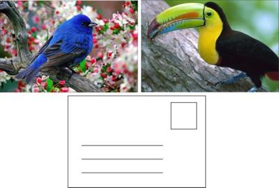 China Custom 3D Lenticular Postcard Printing - 10x15cm to 12x17cm Sizes with 0.6mm PET Material for Zoo Wildlife Promotions for sale