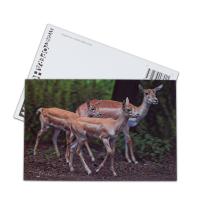 China Brown Bear Alaska 3D Lenticular Postcard Souvenir - 10x15cm to 12x17cm Sizes, 0.6mm PET Material with 75LPI Resolution for sale