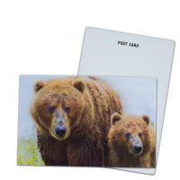 China Brown Bear Alaska 3D Lenticular Postcard Souvenir - 10x15cm to 12x17cm Sizes, 0.6mm PET Material with 75LPI Resolution for sale