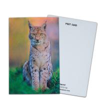 China Brown Bear Alaska 3D Lenticular Postcard Souvenir - 10x15cm to 12x17cm Sizes, 0.6mm PET Material with 75LPI Resolution for sale
